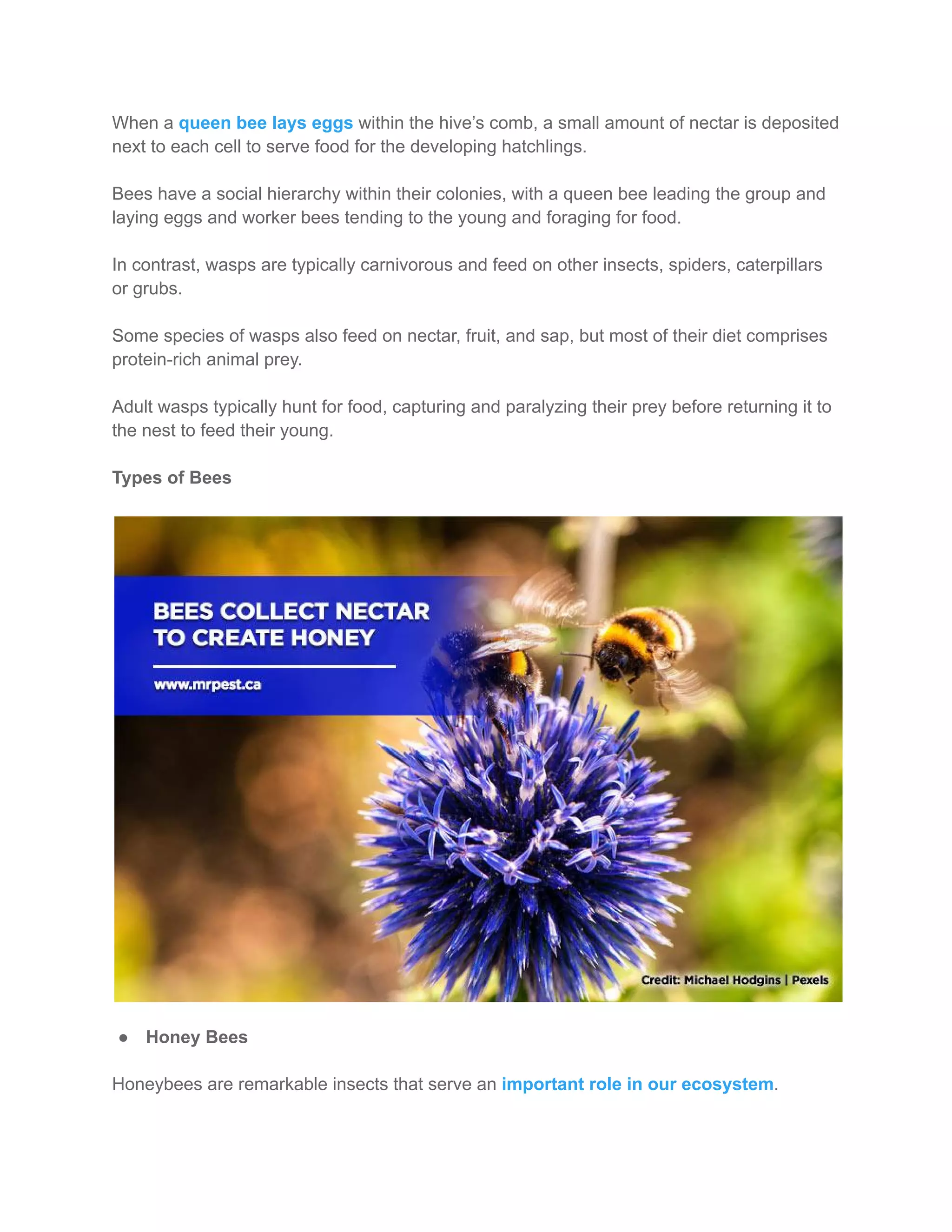 How to Identify Bees and Wasps.pdf