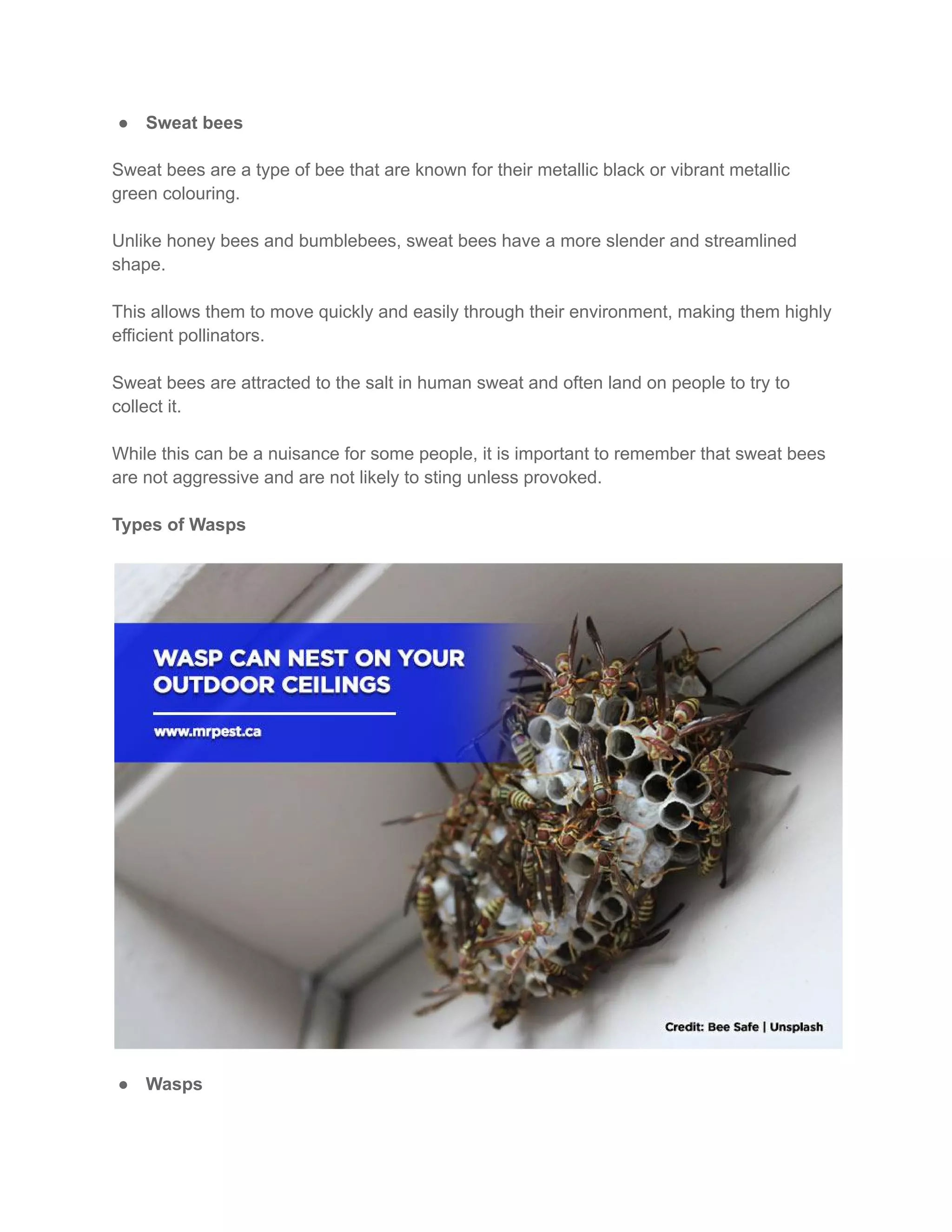 How to Identify Bees and Wasps.pdf