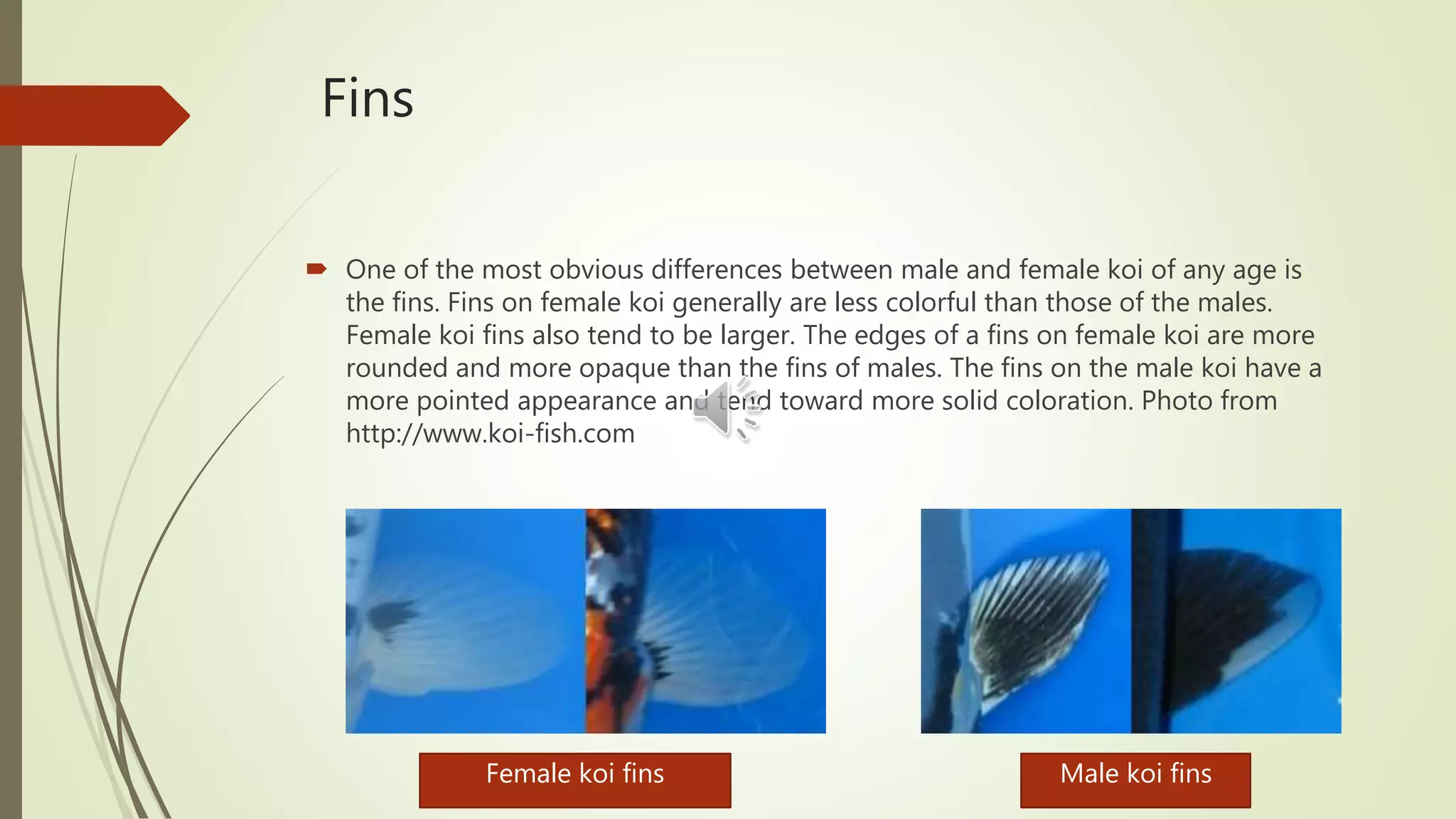 How to identify male and female koi fish | PPTX