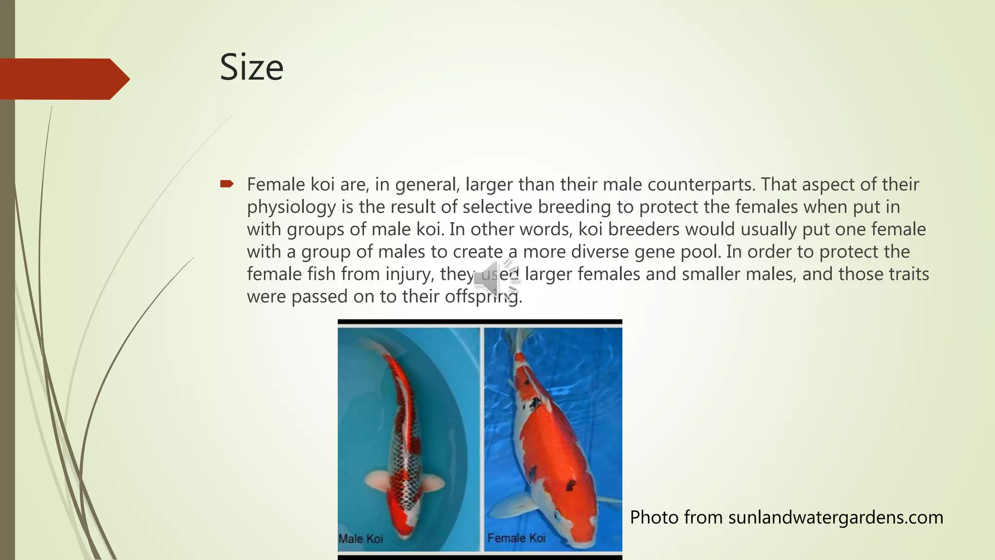 How to identify male and female koi fish | PPTX