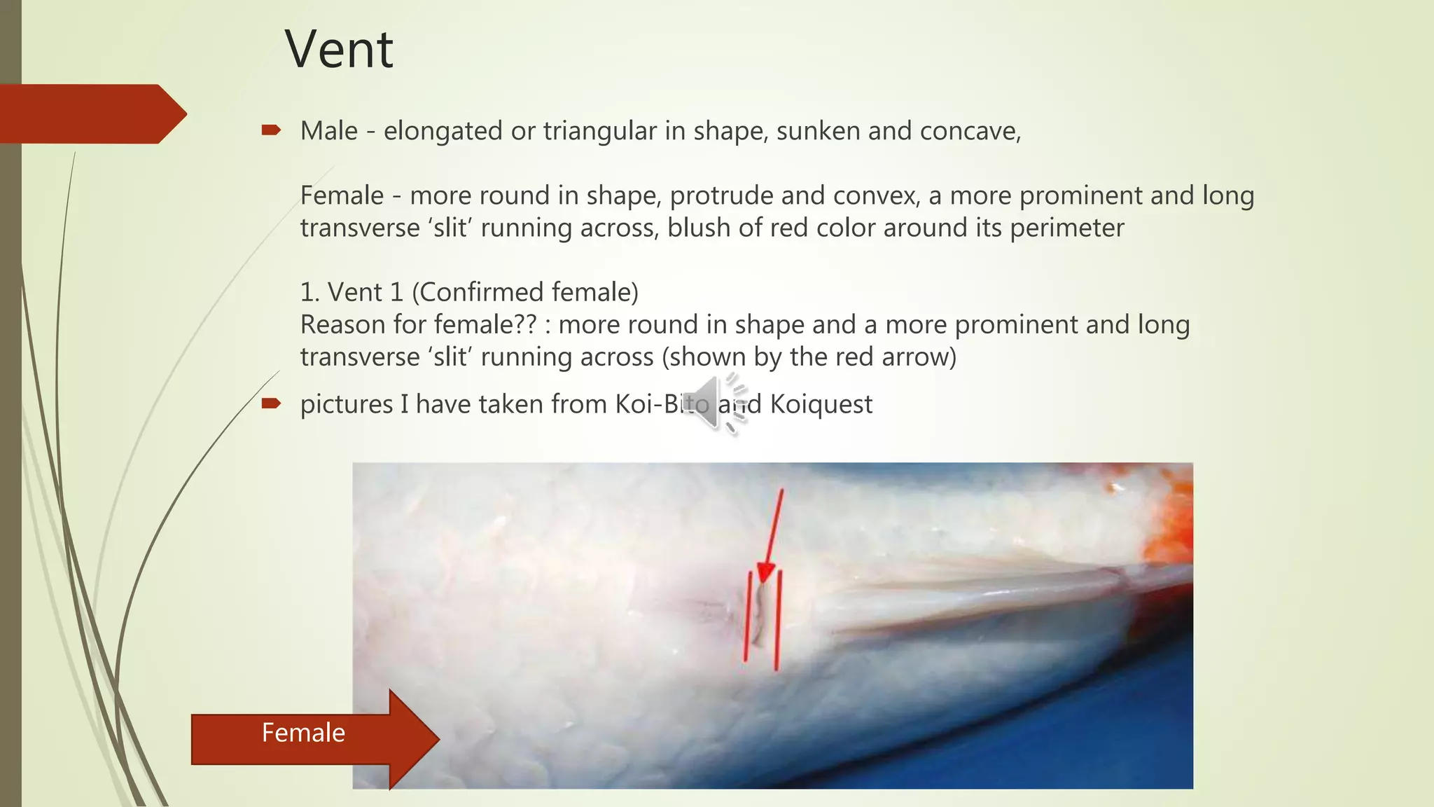 How to identify male and female koi fish | PPTX