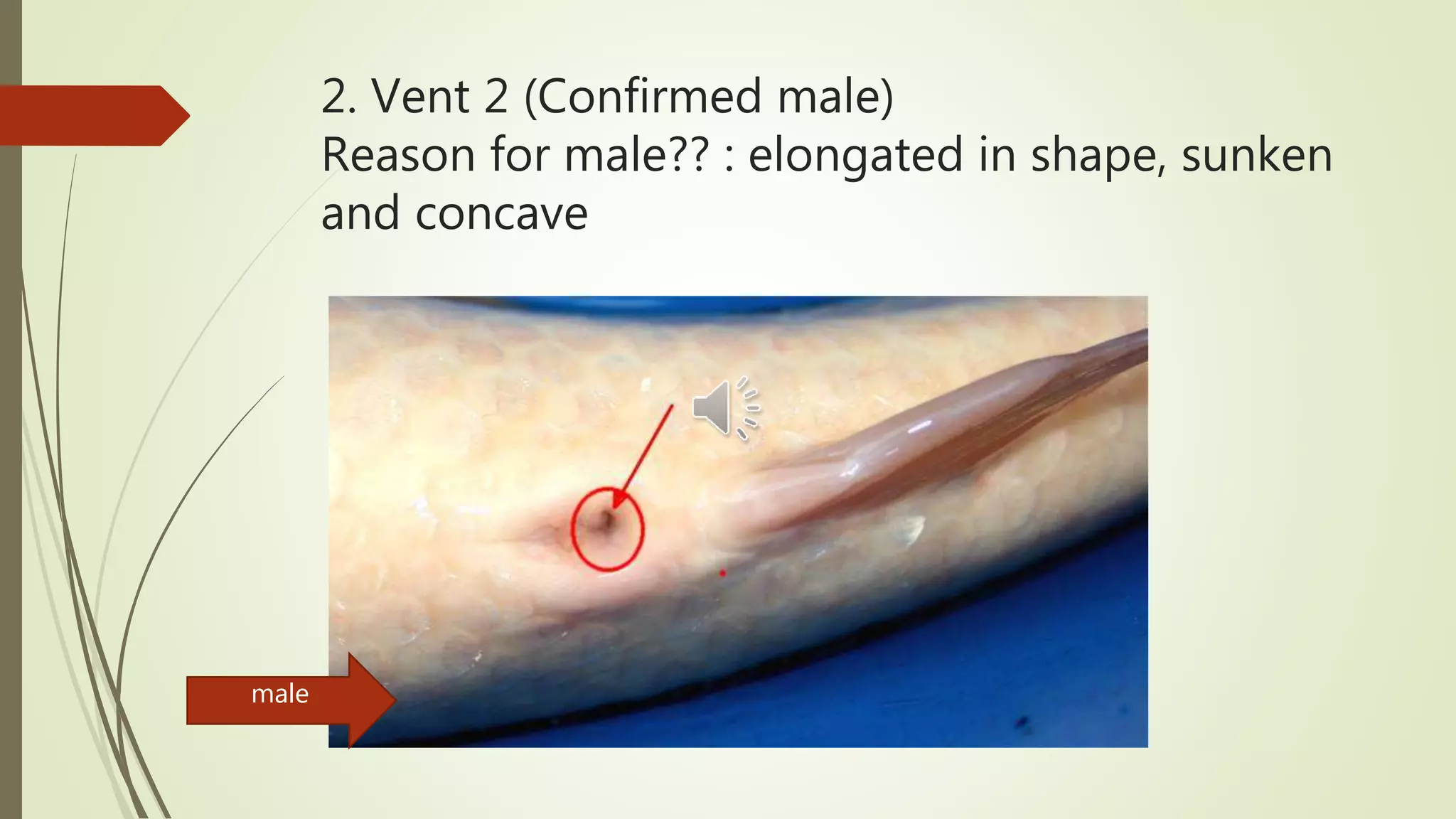 How to identify male and female koi fish | PPTX