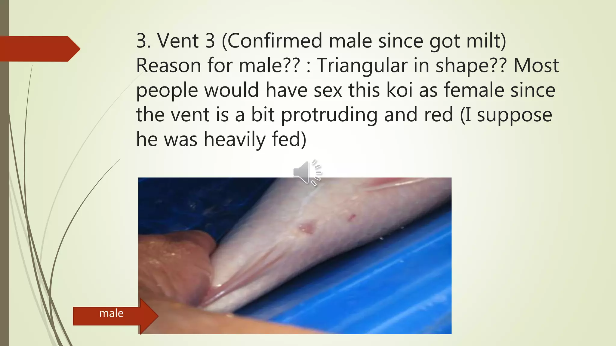 How to identify male and female koi fish | PPTX