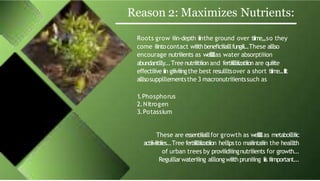how to keep your trees thriving the top reasons why tree nutrition is ...