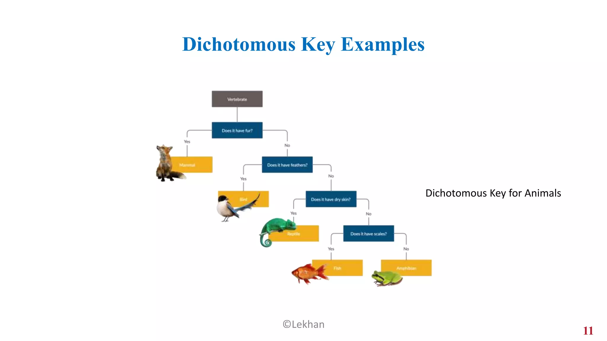 How to make a dichotomous key | PPTX