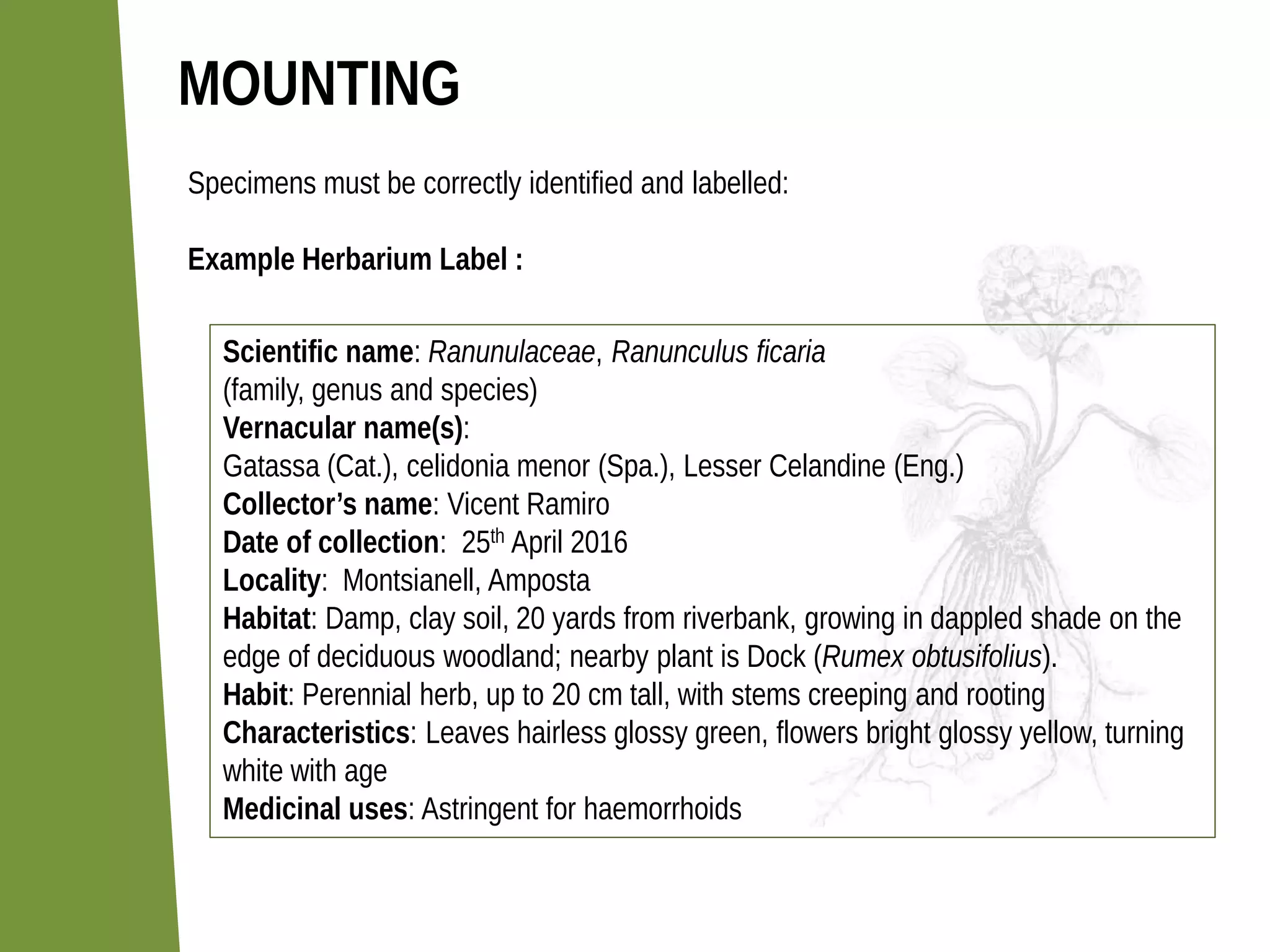 How to make a herbarium | PDF