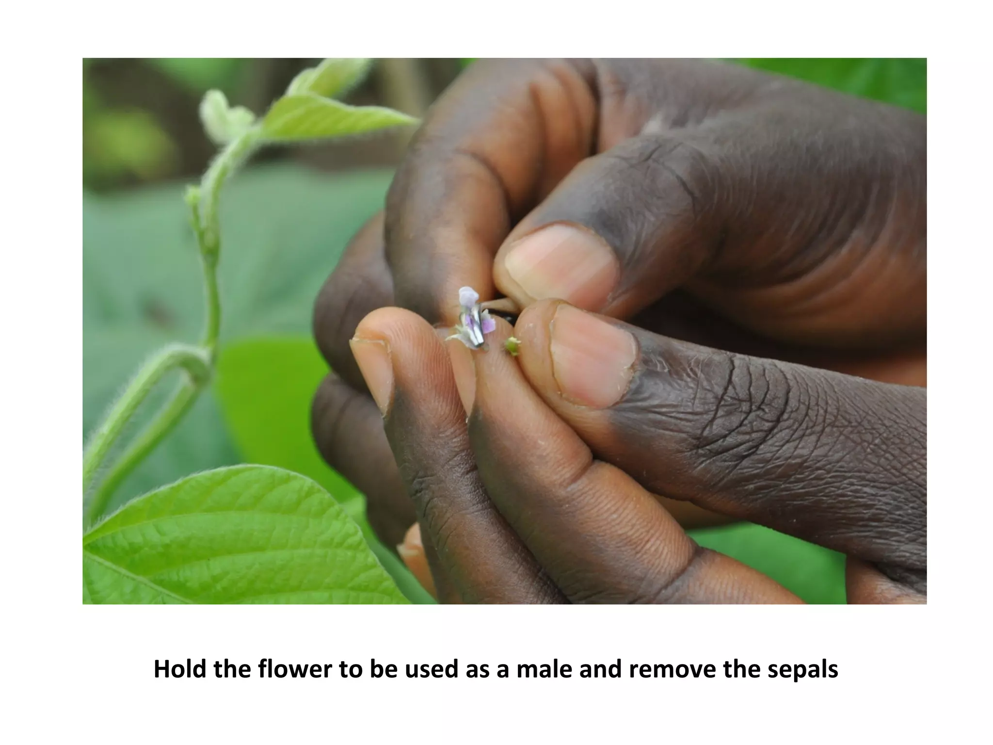 How to make soybean crosses | PPT