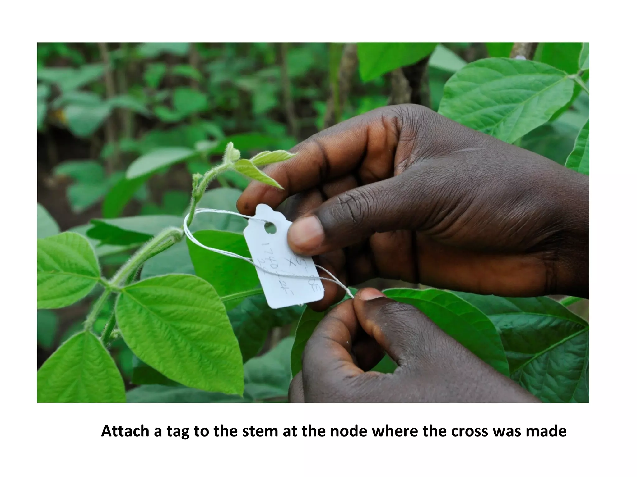 How to make soybean crosses | PPT