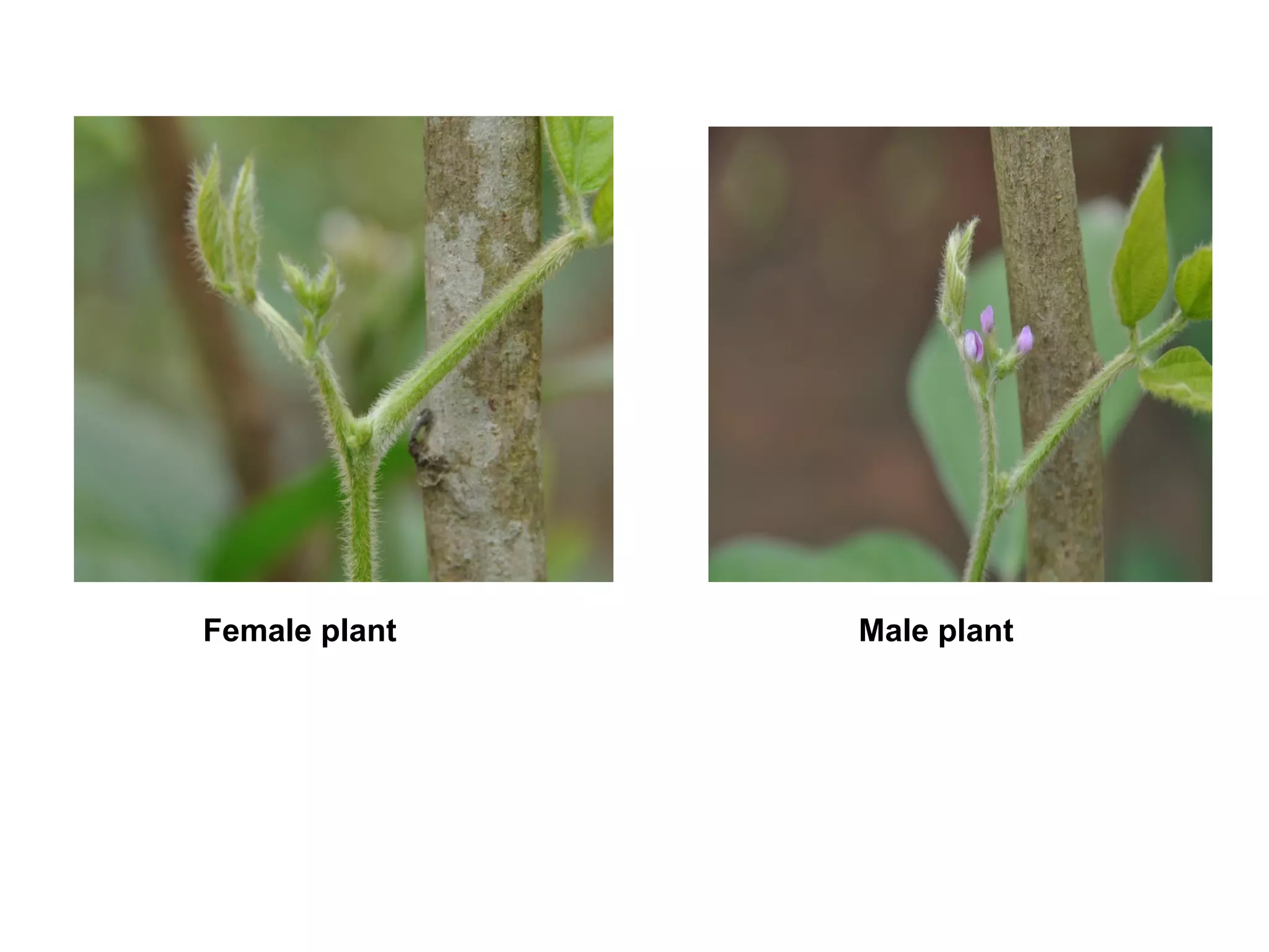 How to make soybean crosses | PPT
