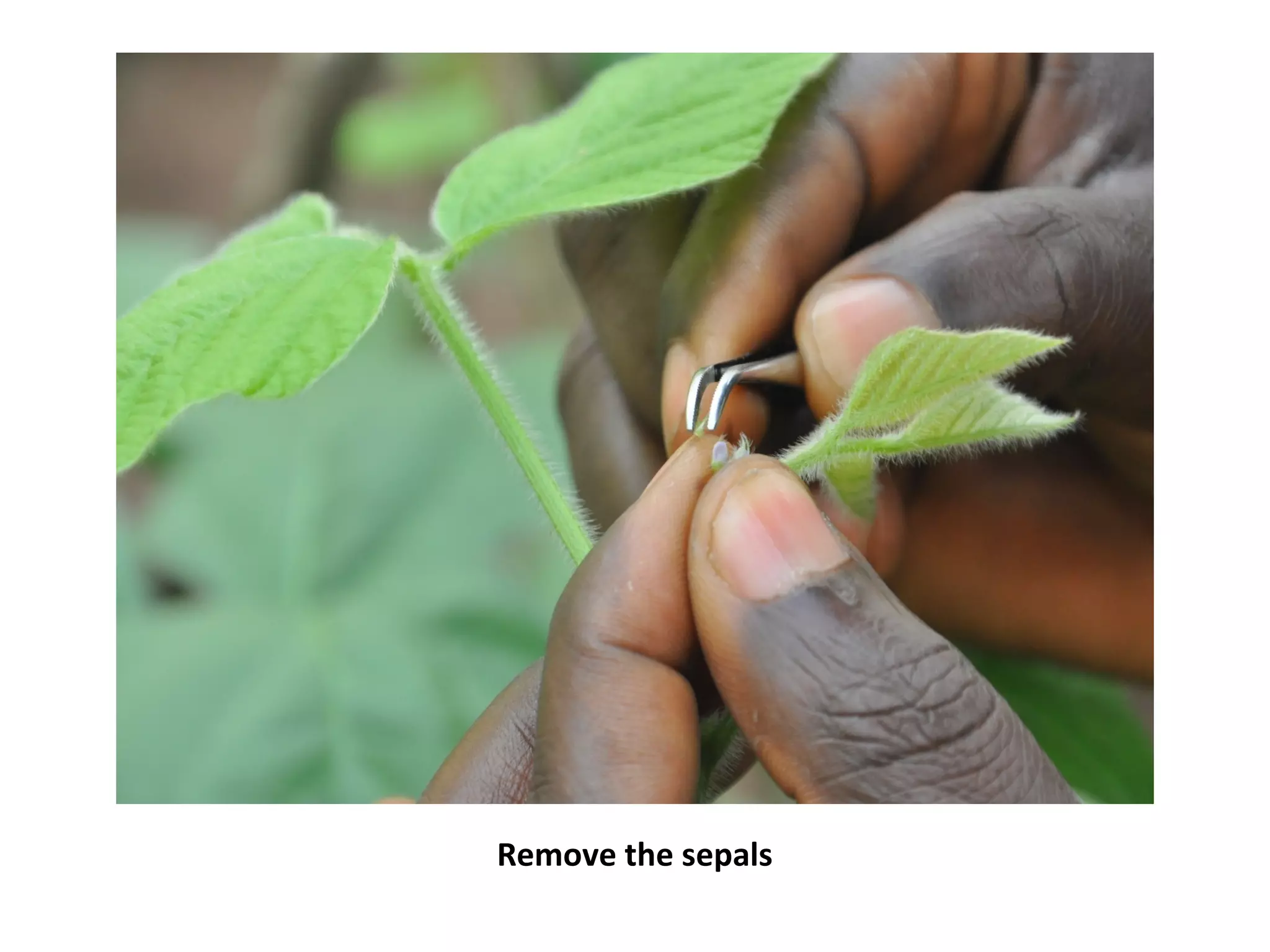 How to make soybean crosses | PPT