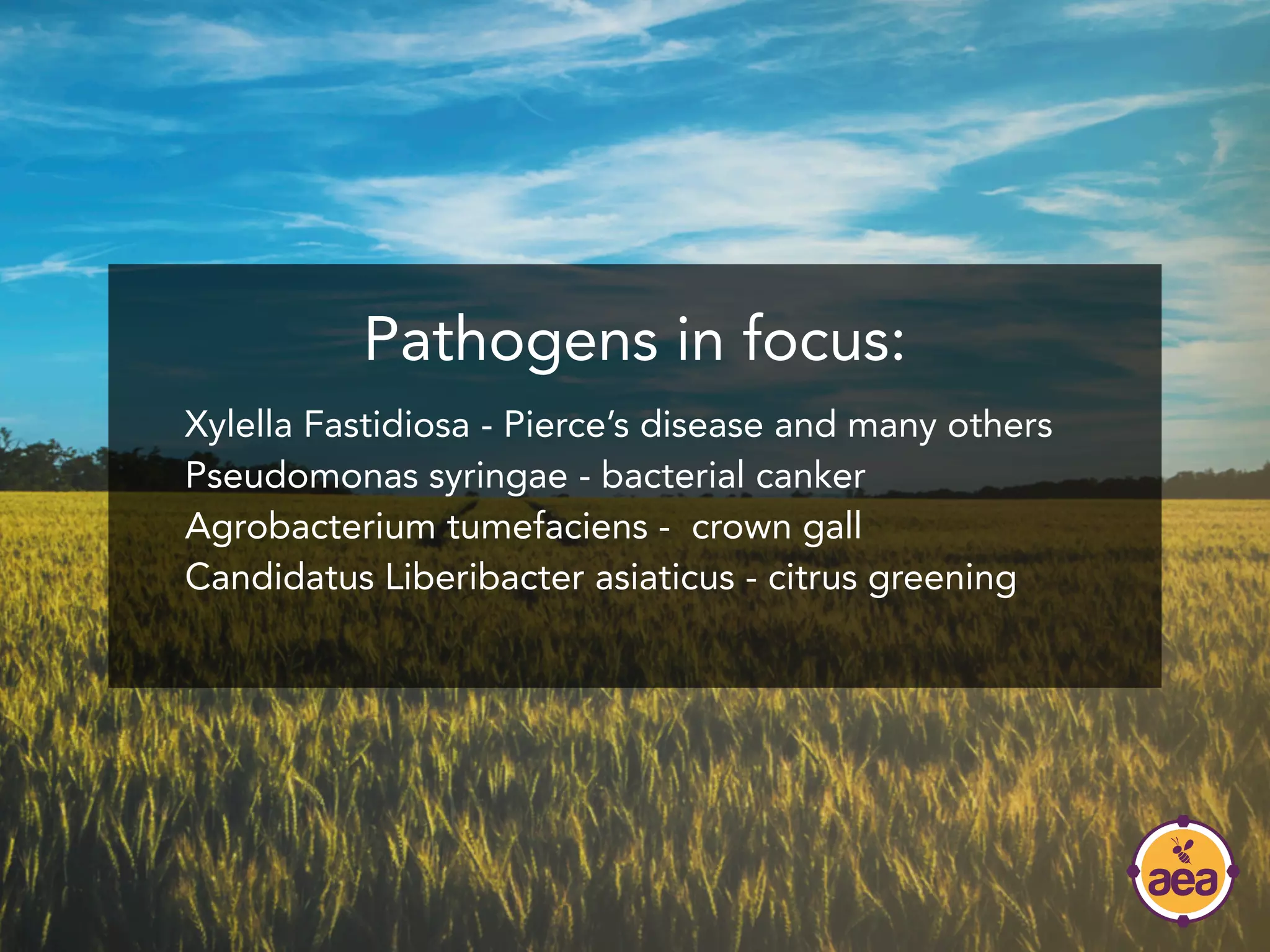 How to Manage Vascular Bacterial Infections | PDF