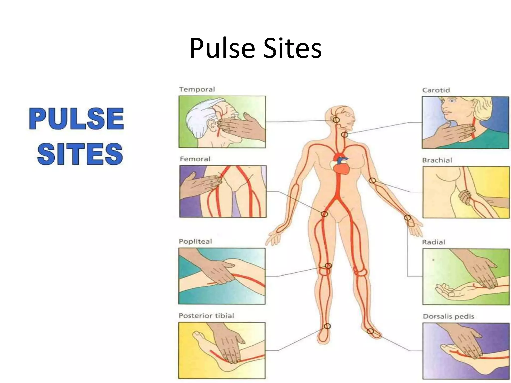 How To Measure Vital Signs.pptx