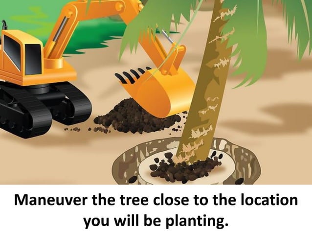 How to plant a palm tree | PPT