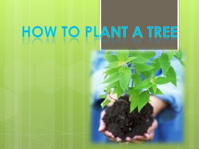 How to plant a tree | PPTX