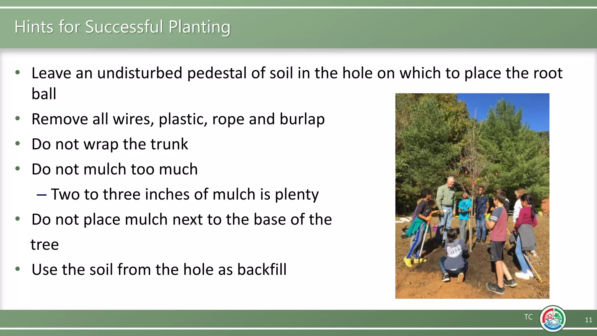 How to Plant a Tree | PPTX
