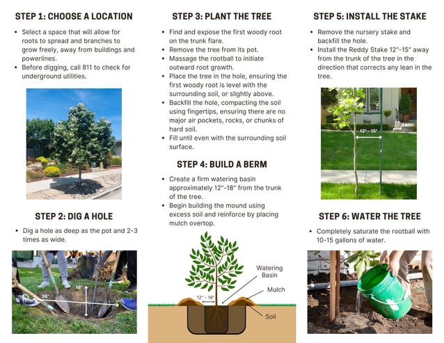 Planting a tree for all beginners brochure | PDF