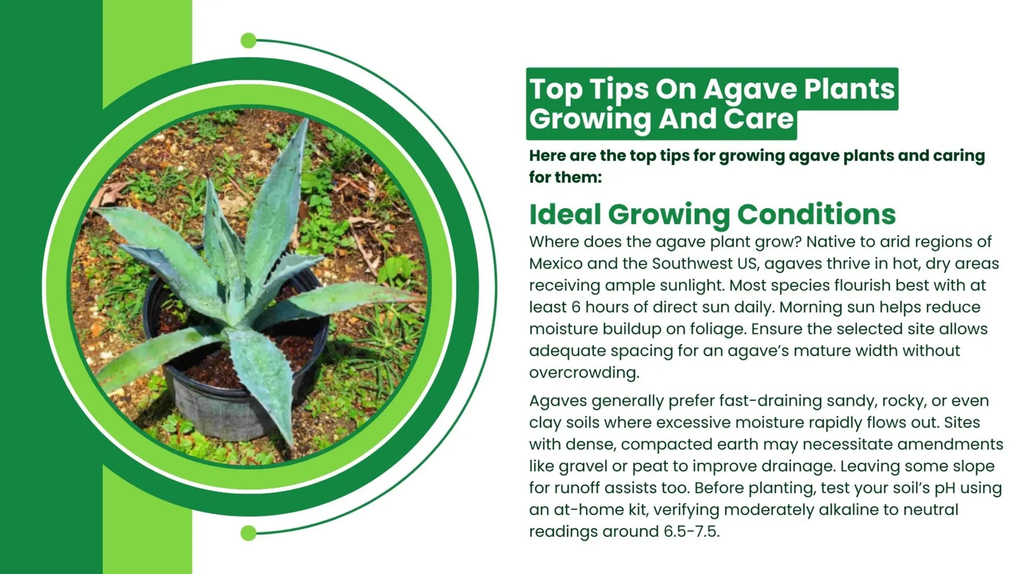 How to Plant, Grow, and Care for Agave Plants | PPT