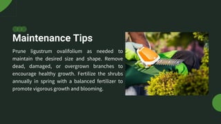 How to Plant ligustrum ovalifolium for Garden | PPTX