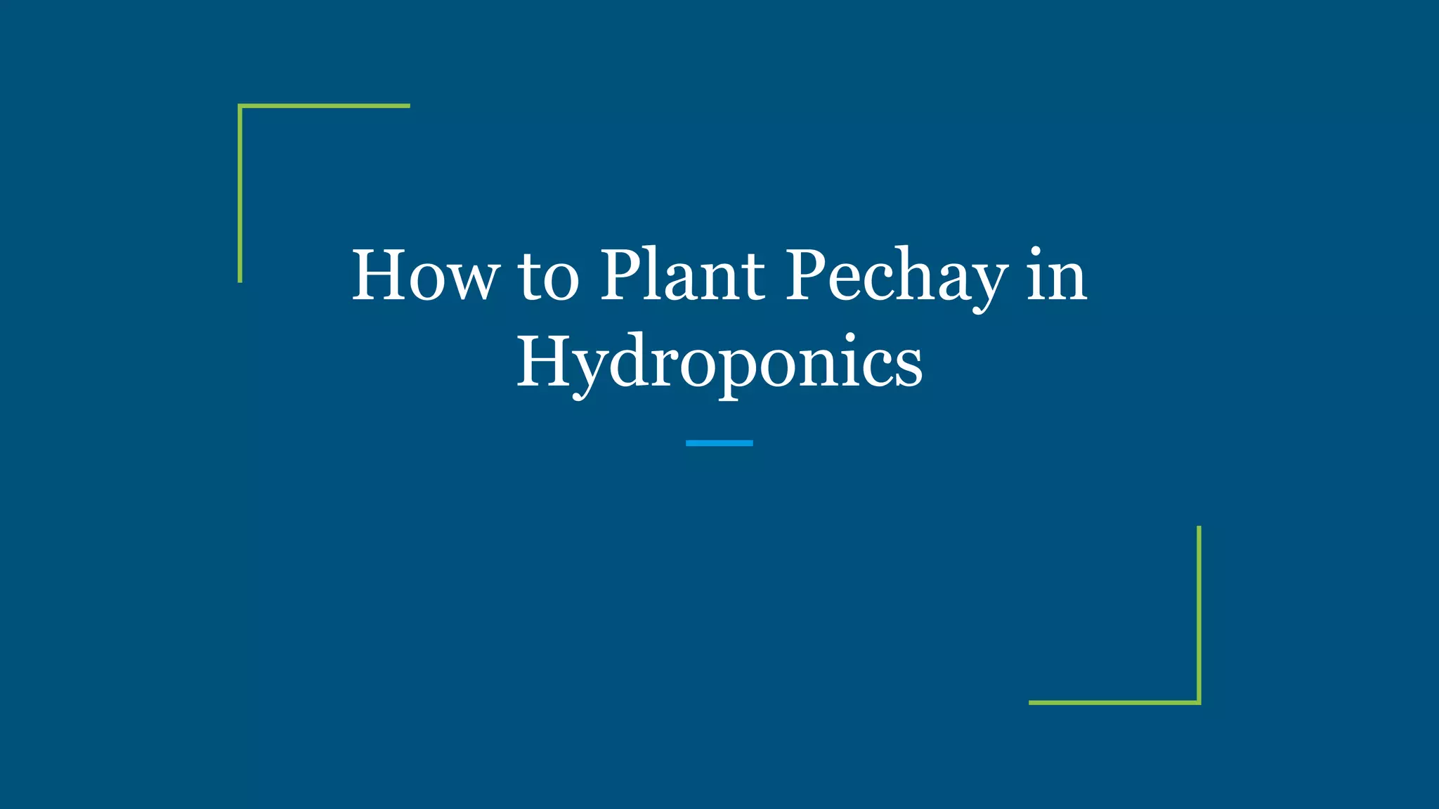 How to Plant Pechay in Hydroponics.pdf