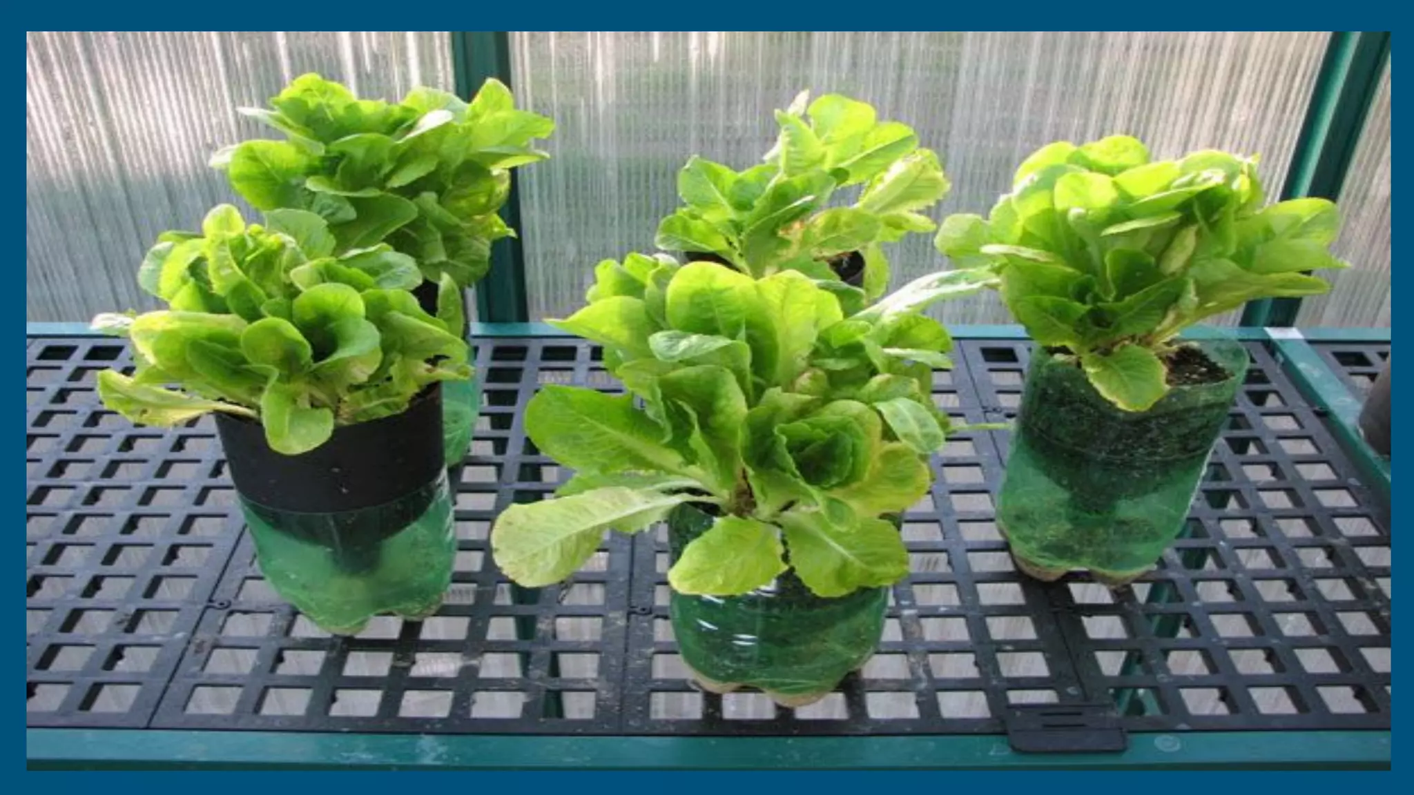 How to Plant Pechay in Hydroponics.pdf
