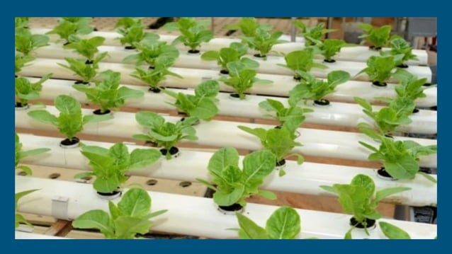 How to Plant Pechay in Hydroponics.pdf | Gardening | Home & Garden