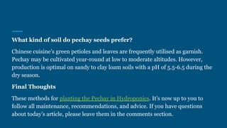 How to Plant Pechay in Hydroponics.pdf