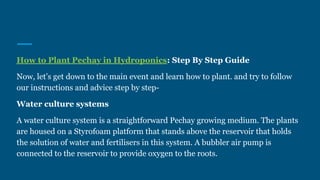 How to Plant Pechay in Hydroponics.pdf