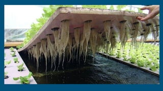 How to Plant Pechay in Hydroponics.pdf