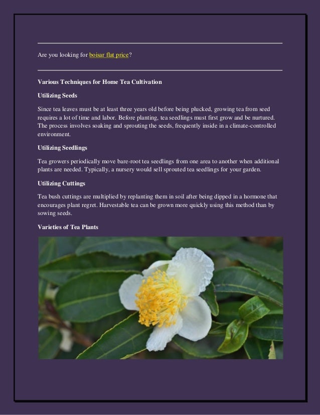 How to Plant Tea in Your Backyard Garden | PDF