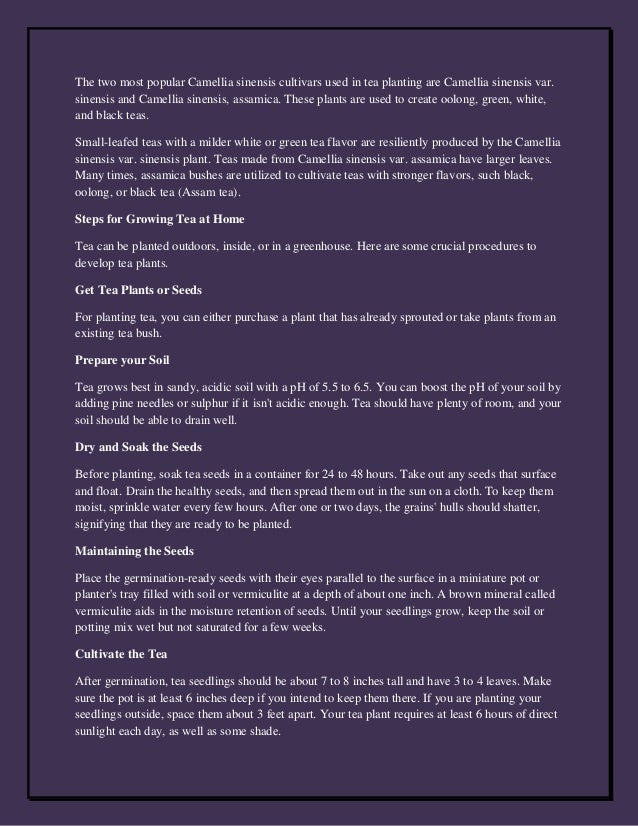 How to Plant Tea in Your Backyard Garden | PDF