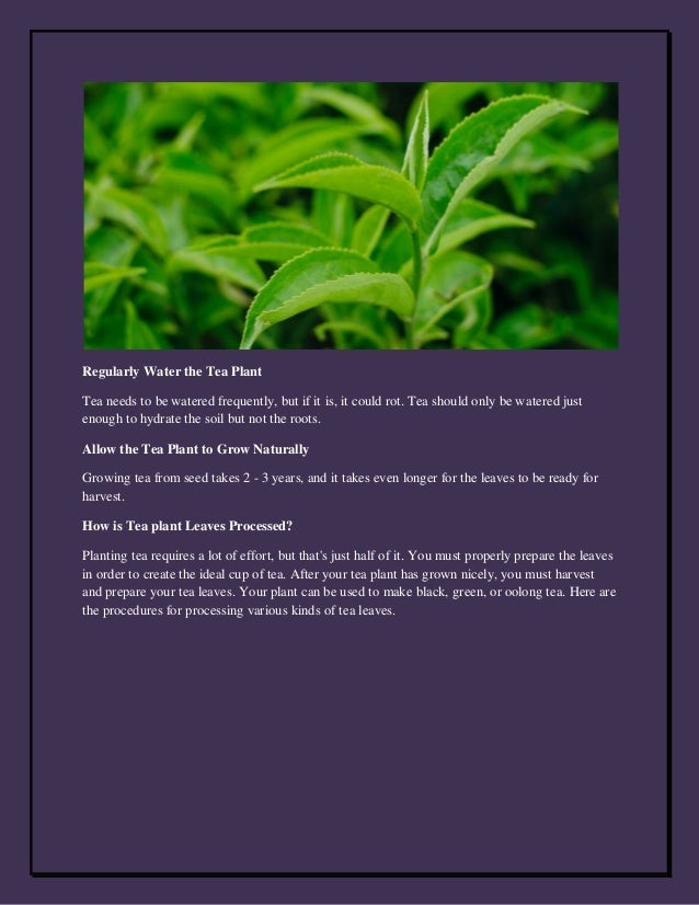 How to Plant Tea in Your Backyard Garden | PDF