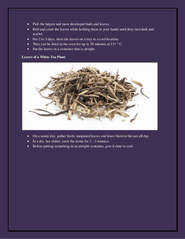 How to Plant Tea in Your Backyard Garden | PDF