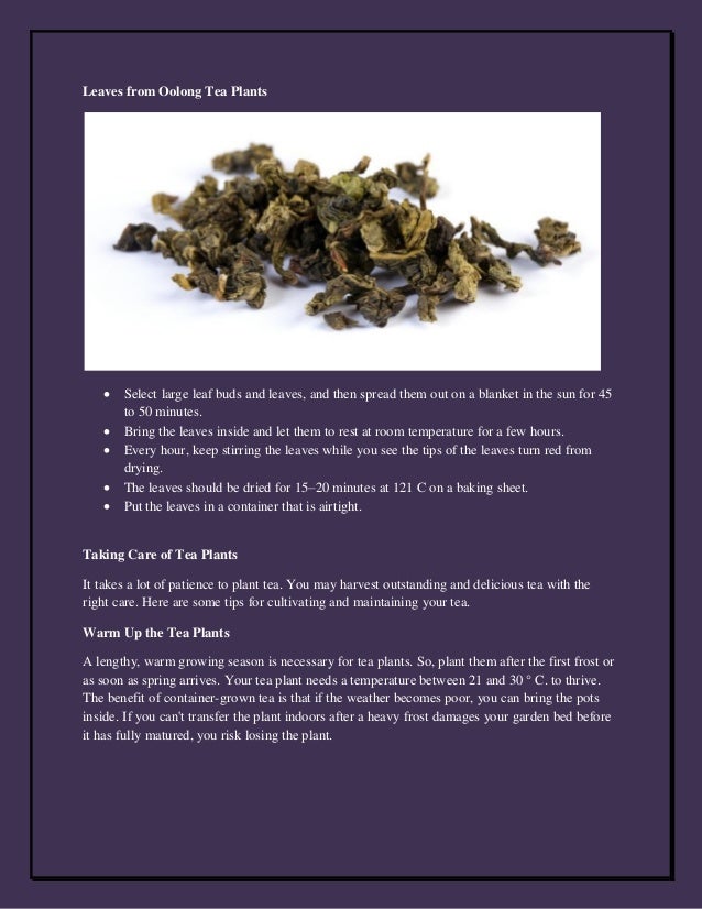 How to Plant Tea in Your Backyard Garden | PDF