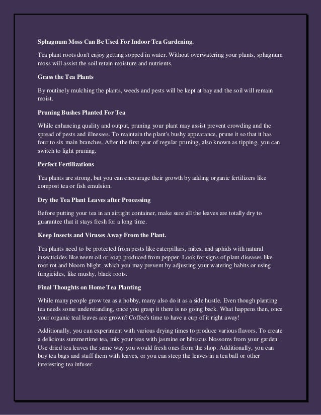 How to Plant Tea in Your Backyard Garden | PDF