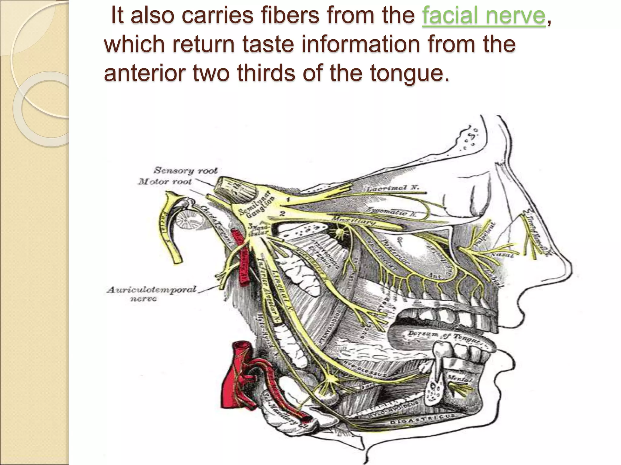 How to Prevent Lingual nerve Damage during Mandibular 1.ppt