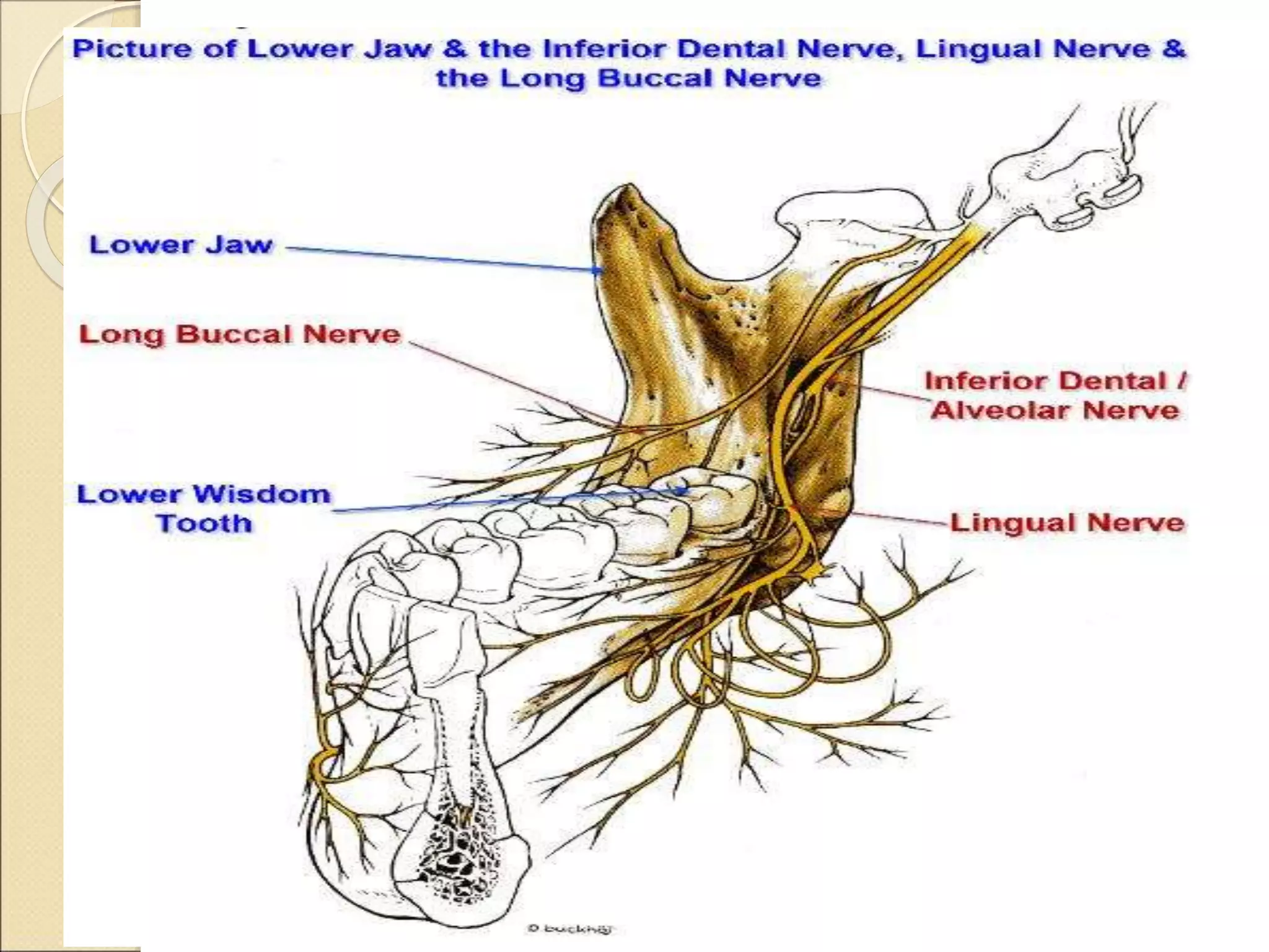 How to Prevent Lingual nerve Damage during Mandibular 1.ppt