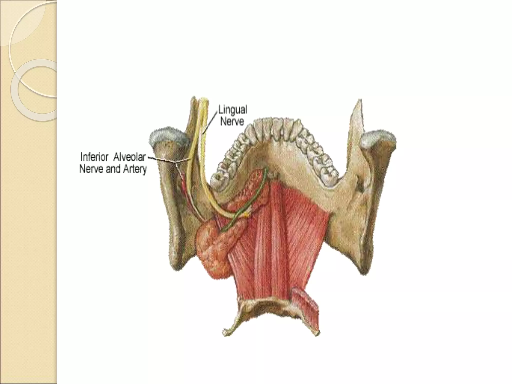 How to Prevent Lingual nerve Damage during Mandibular 1.ppt