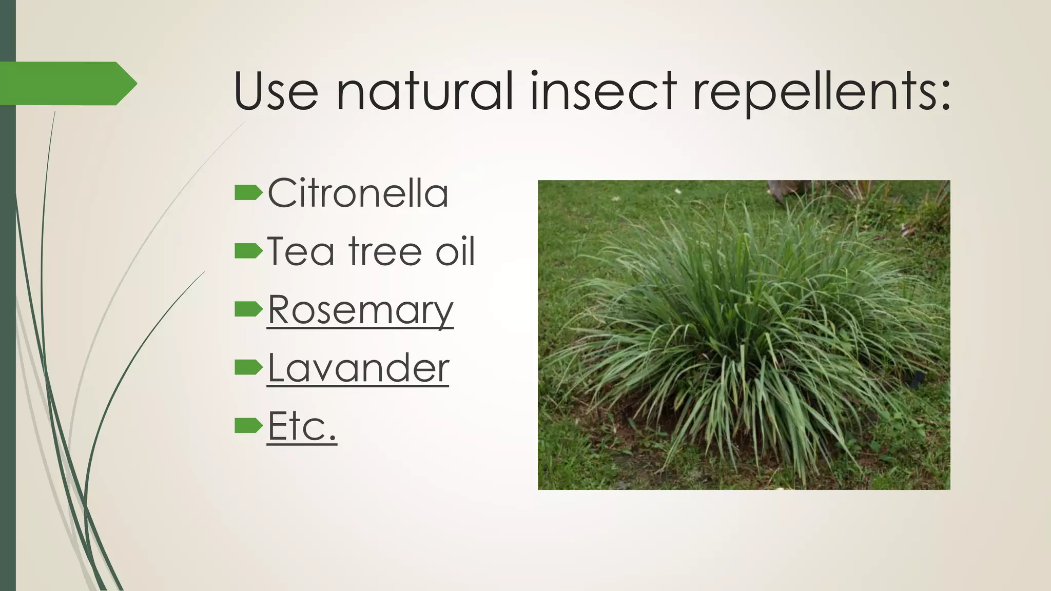 How to protect yourself from mosquitoes | PPT