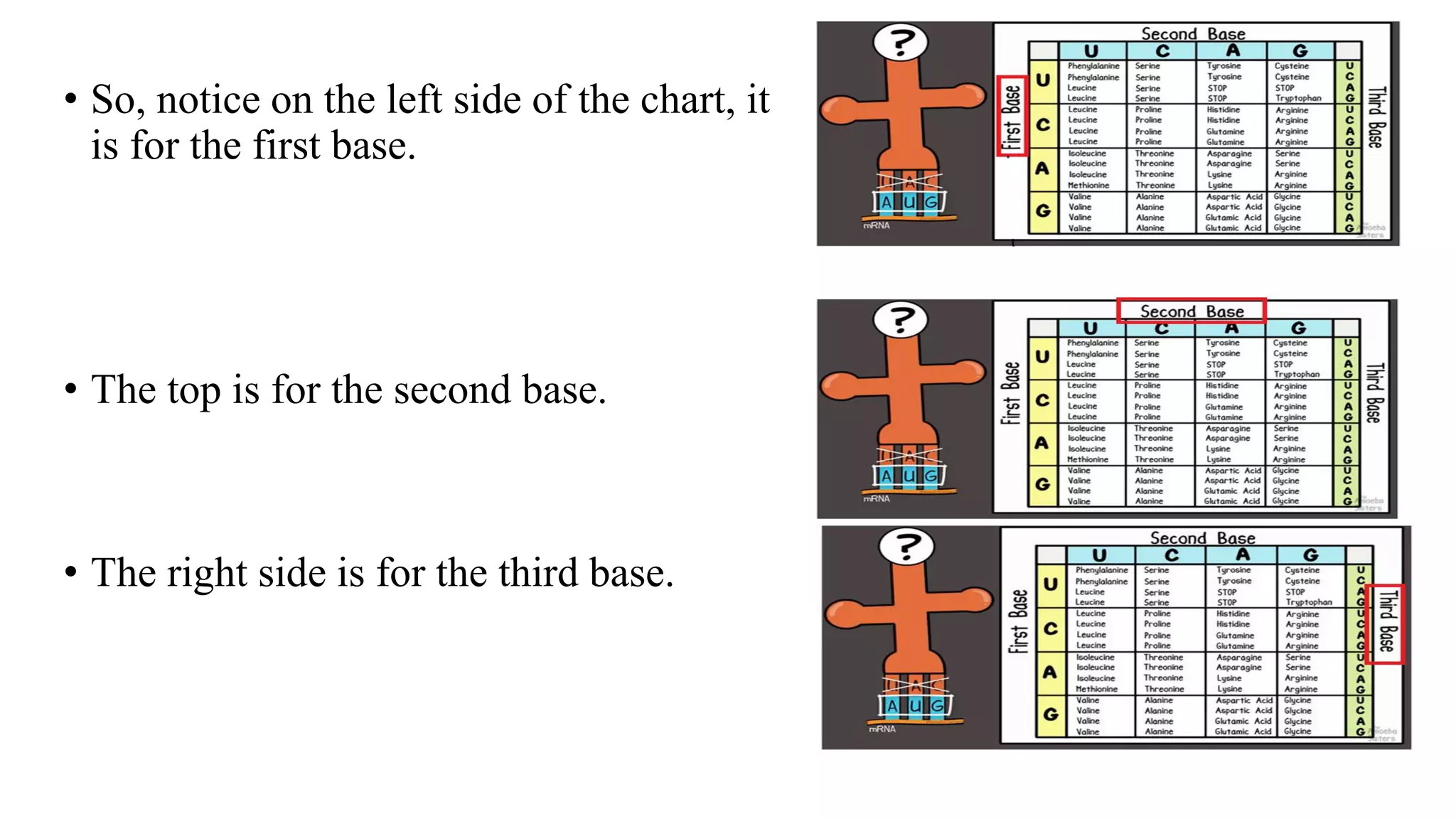 How to read a codons chart | PDF