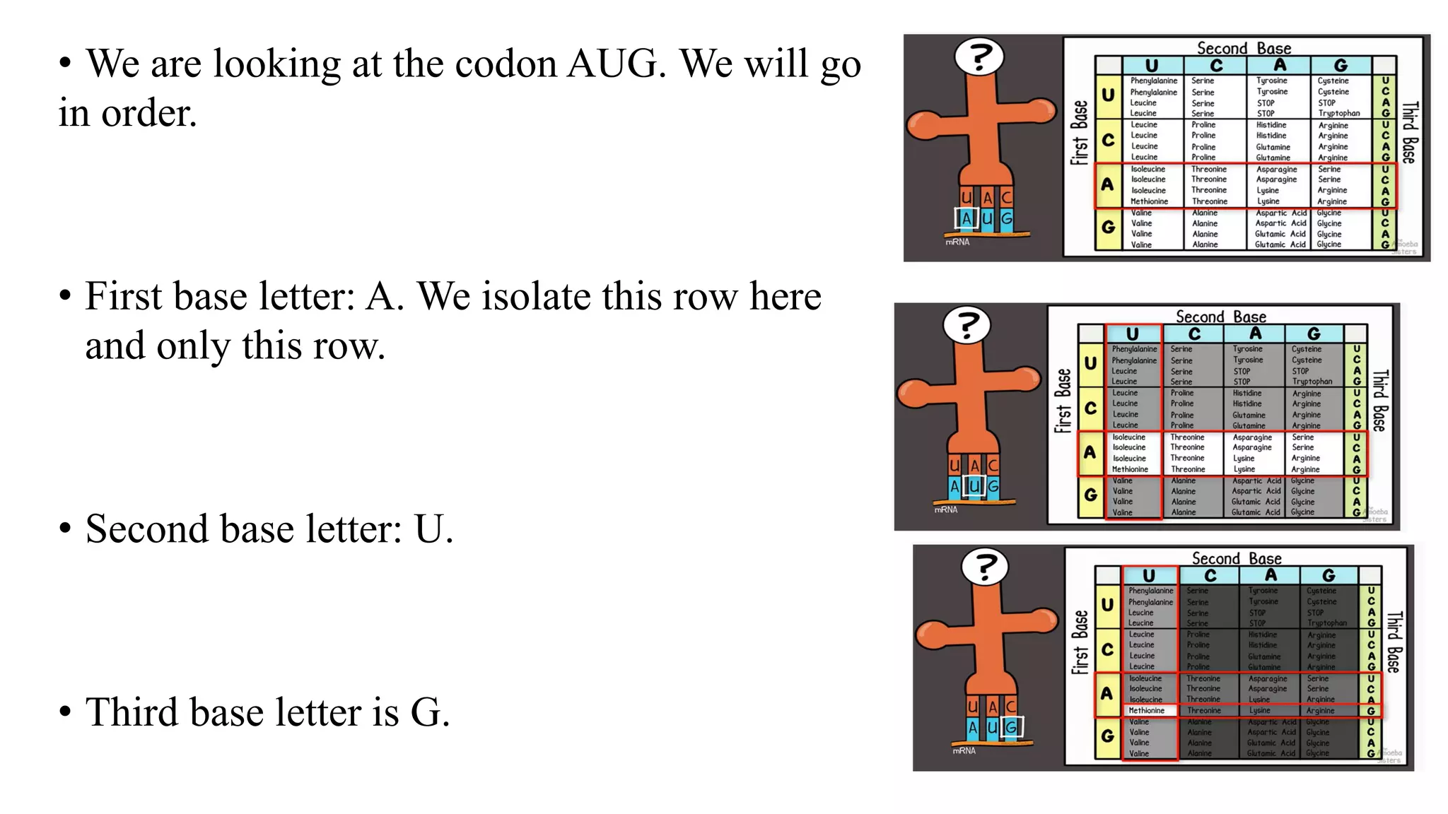 How to read a codons chart | PDF