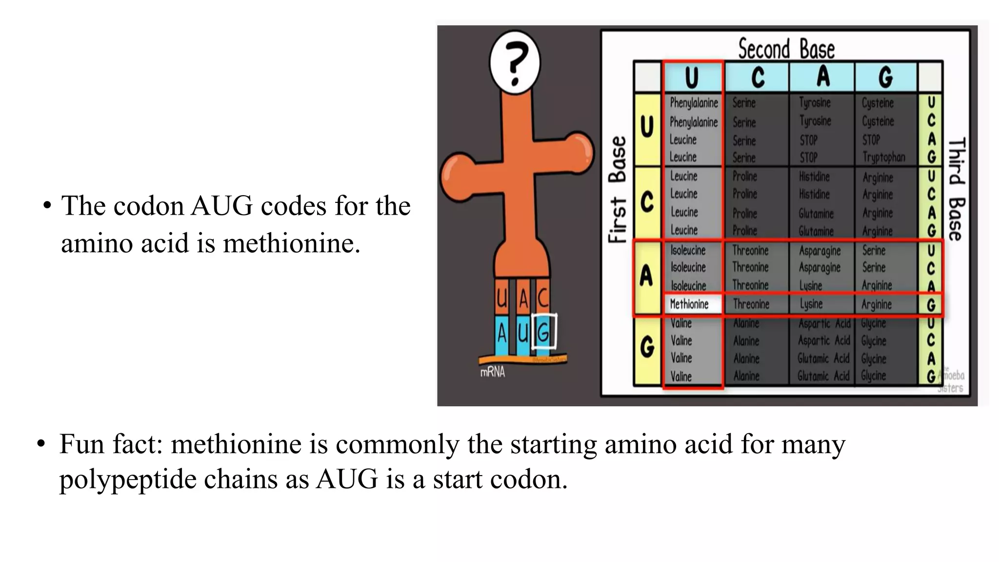 How to read a codons chart | PDF