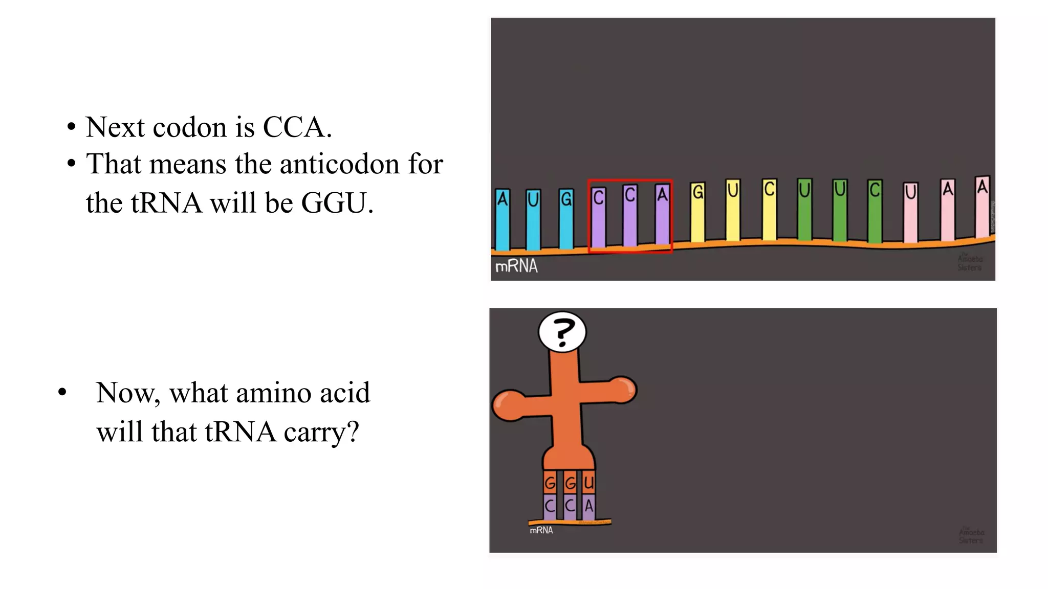How to read a codons chart | PDF