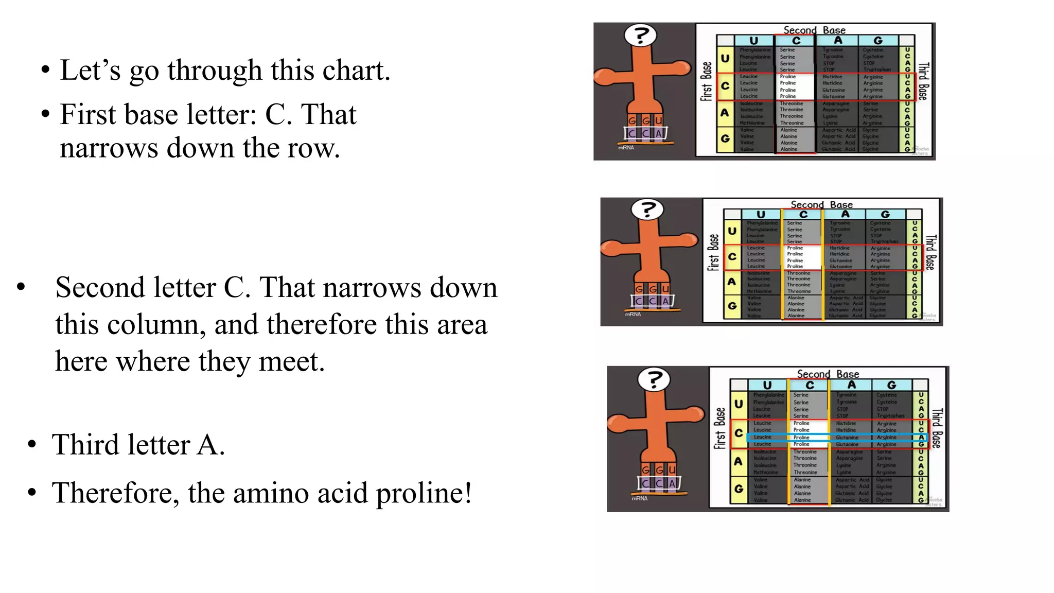 How to read a codons chart | PDF