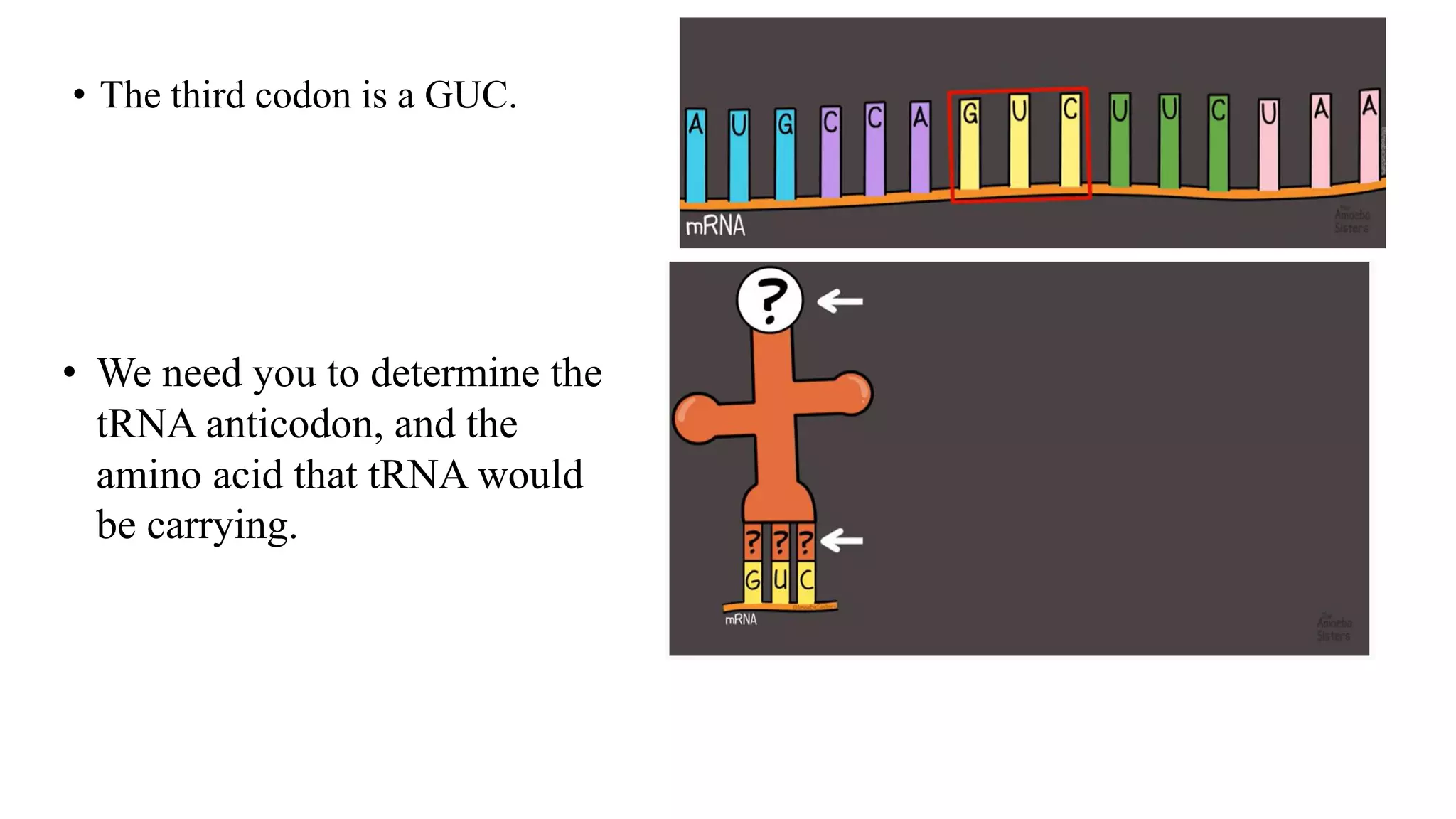 How to read a codons chart | PDF
