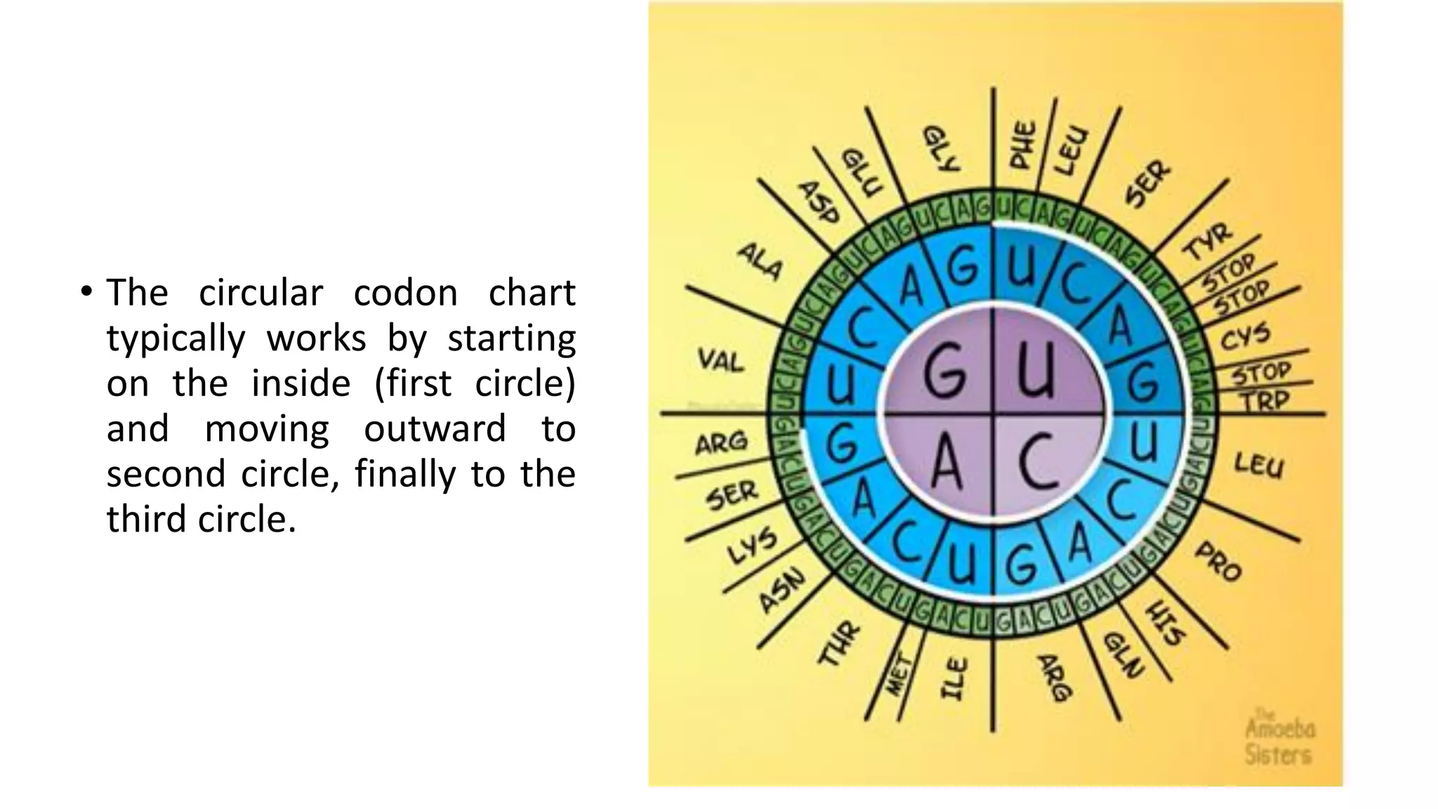 How to read a codons chart | PDF