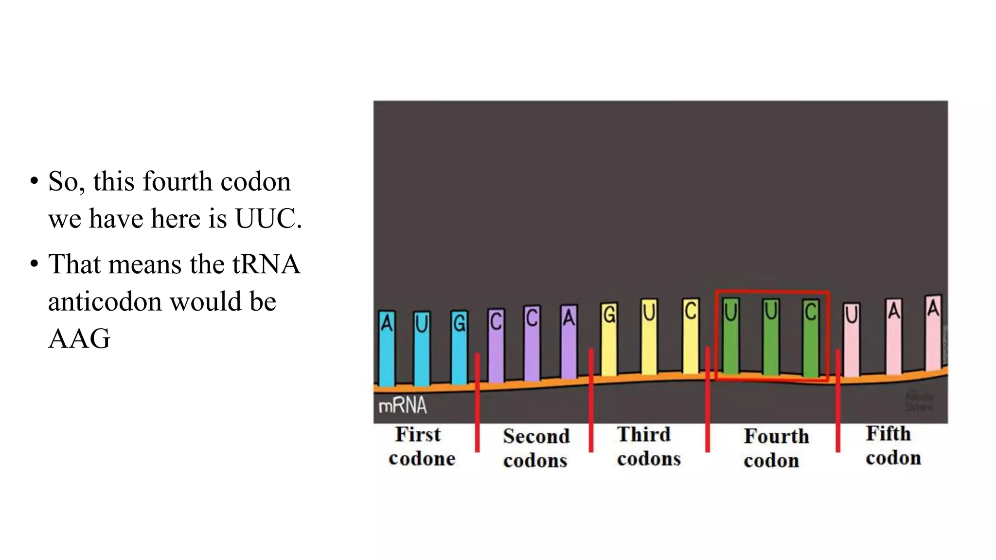 How to read a codons chart | PDF