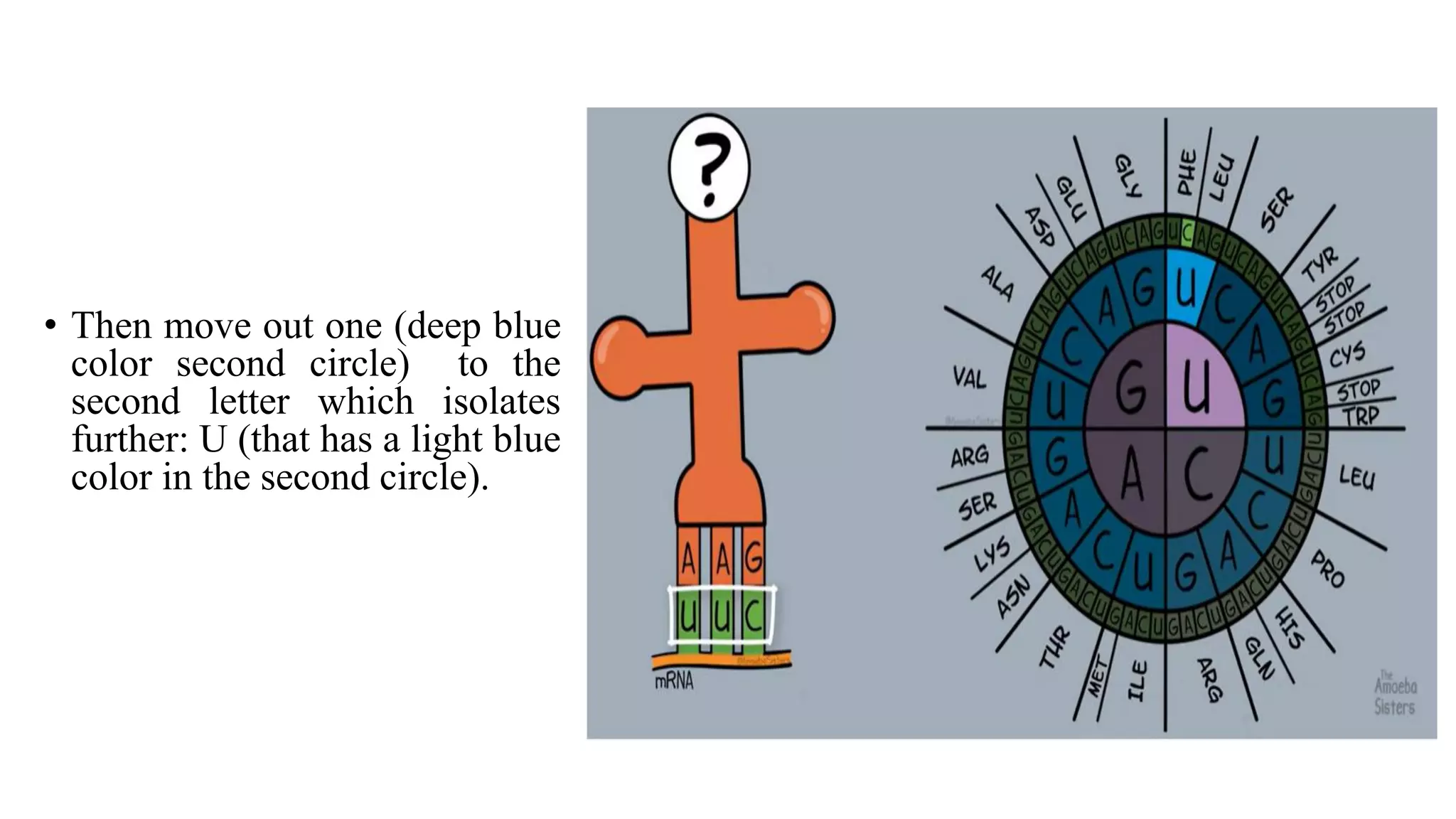How to read a codons chart | PDF