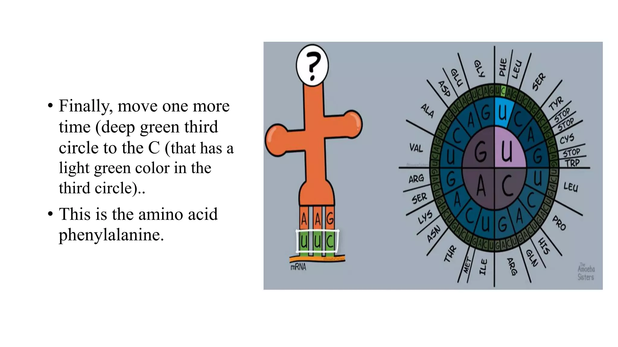 How to read a codons chart | PDF