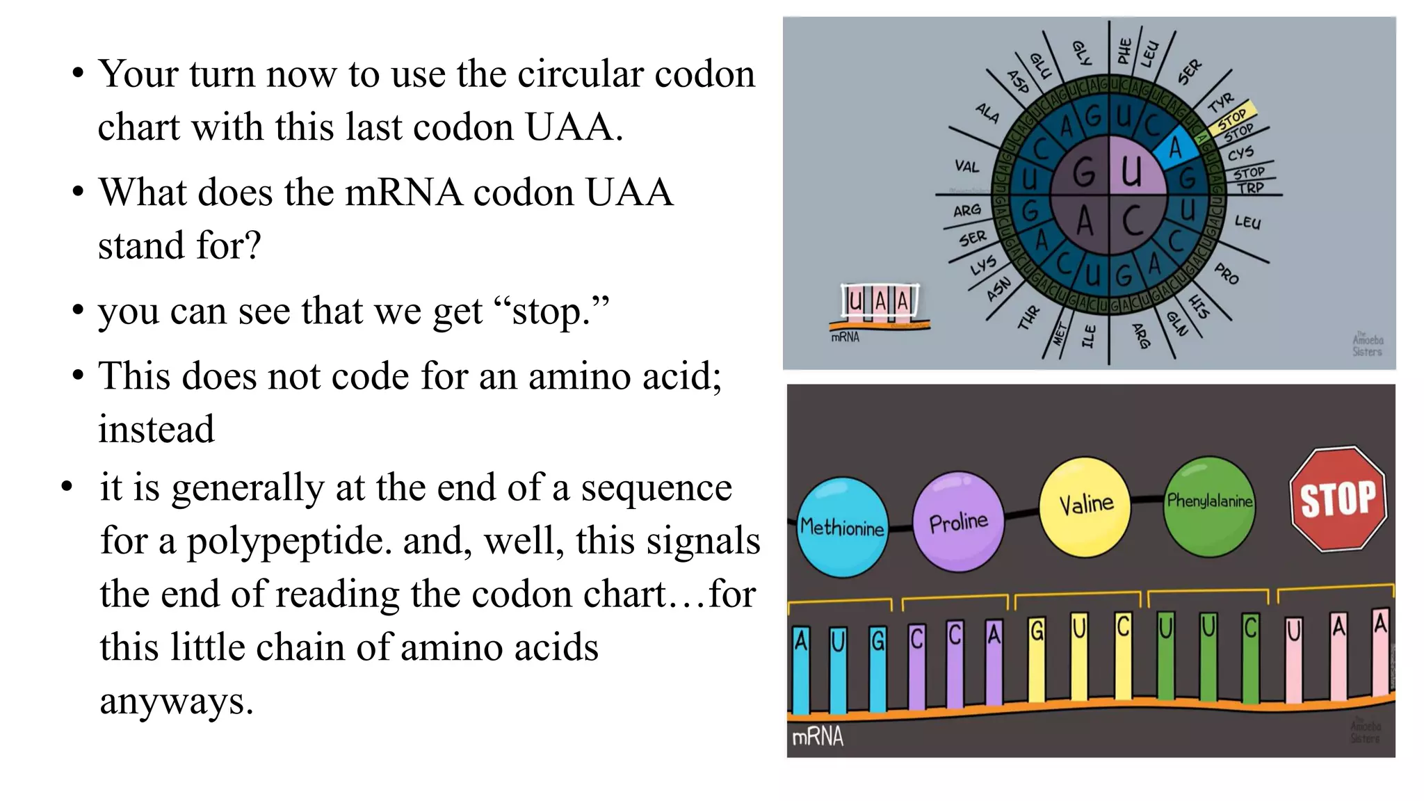 How to read a codons chart | PDF