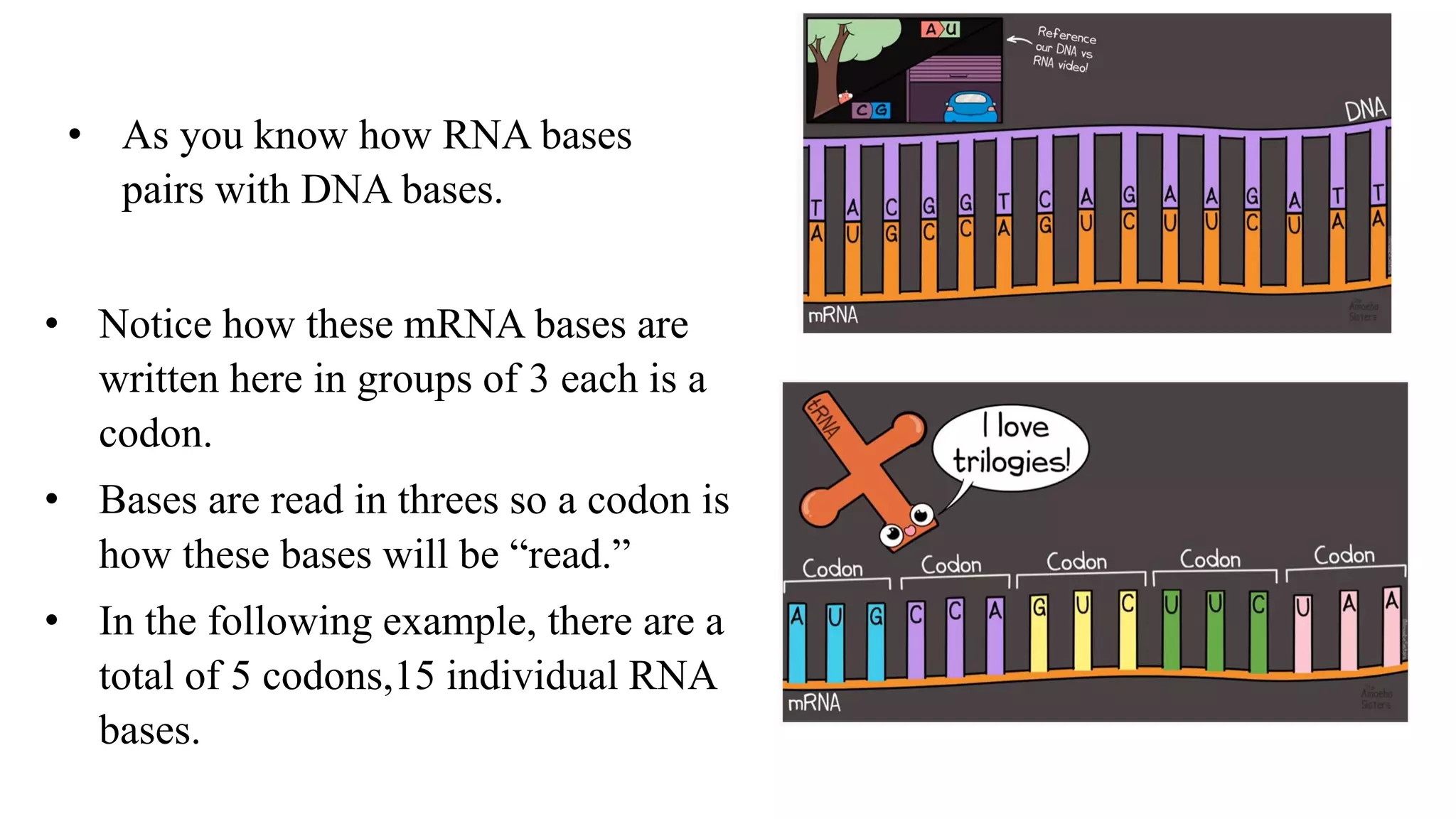 How to read a codons chart | PDF